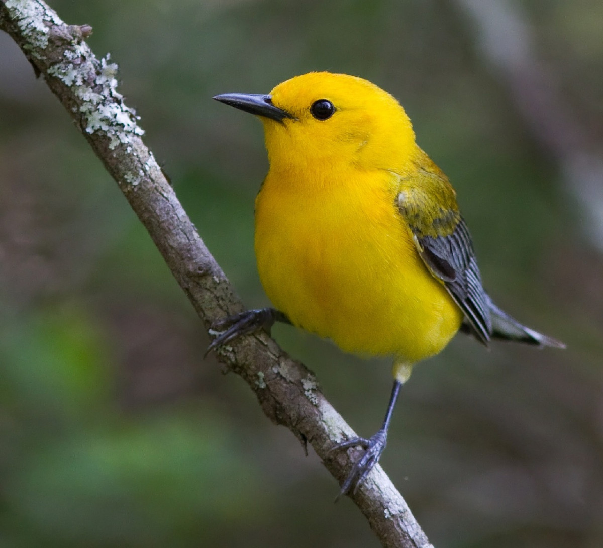 Hanford Mills Exploration Days Bird Walk - Delaware-Otsego Audubon Society