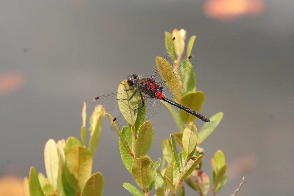 Dragonfly Program a Hit!
