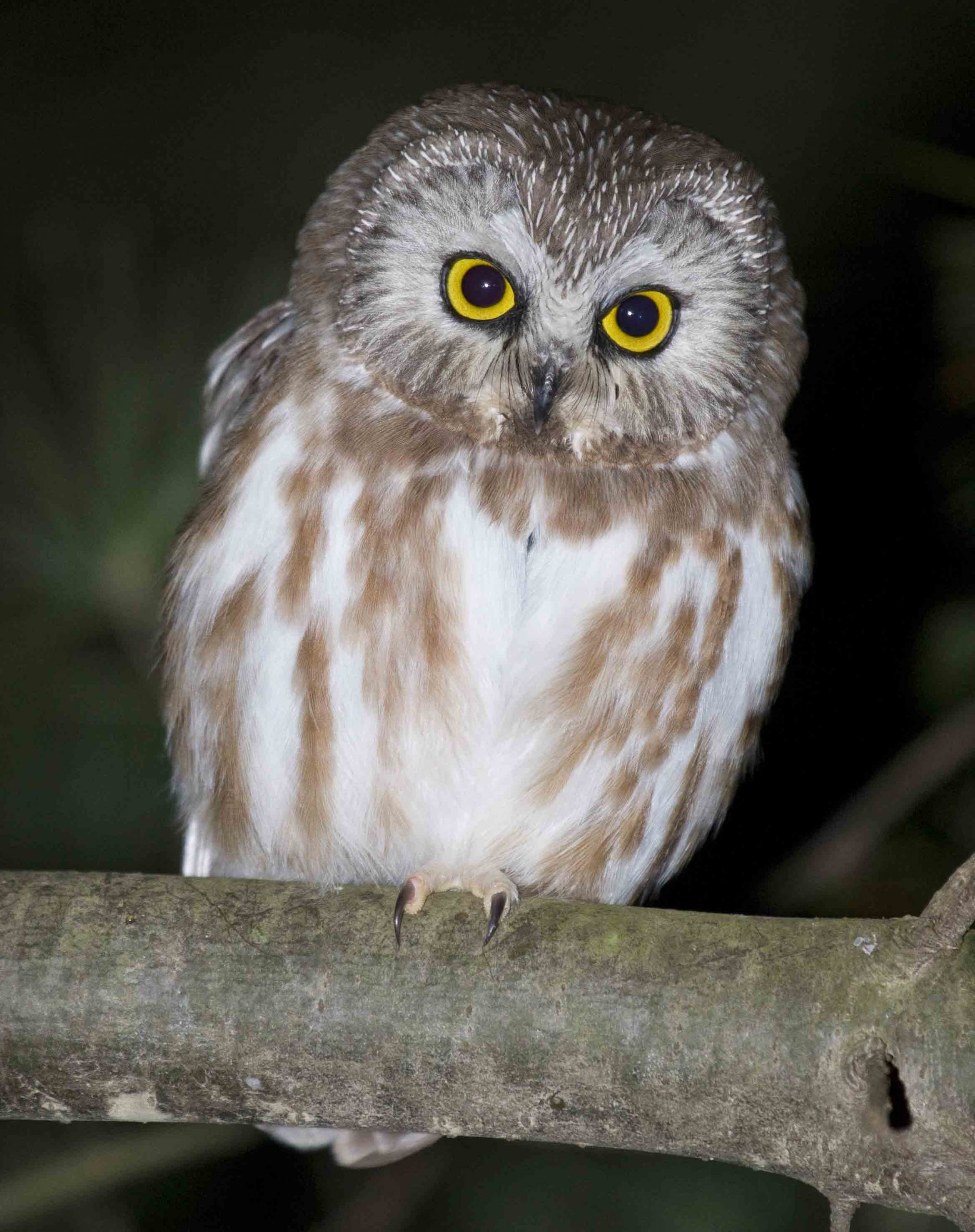 Twenty-five Years of Late Nights and Wee Owls